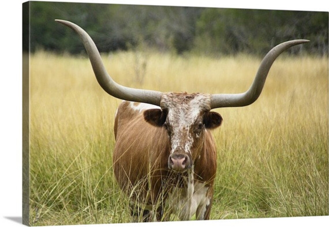 Texas Longhorn Photo Print Canvas Wrap or Metal. Gorgeous - Etsy