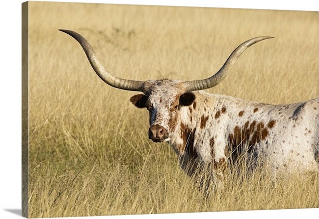 Texas Longhorn, Photo Print, Canvas Wrap or Metal. Gorgeous Colors ...