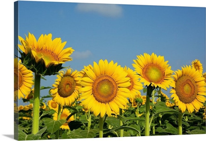 Big, Beautiful Sunflowers, Art Print, Canvas Wrap or Metal Print ...