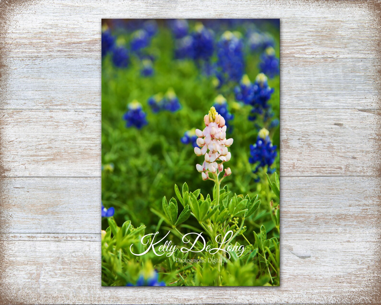 Pink South Texas Bluebonnet- Mounted Print, Canvas Wrap or Metal ...