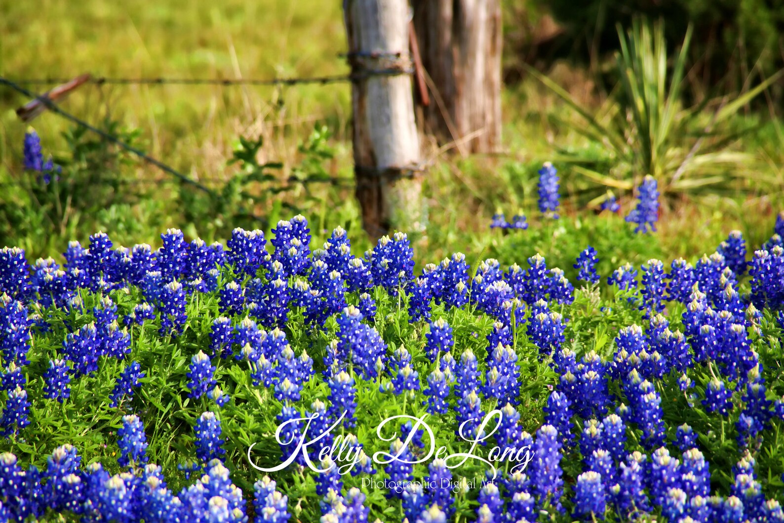 Texas Bluebonnets on Traditional Print, Canvas Wrap or Metal. Vibrant ...