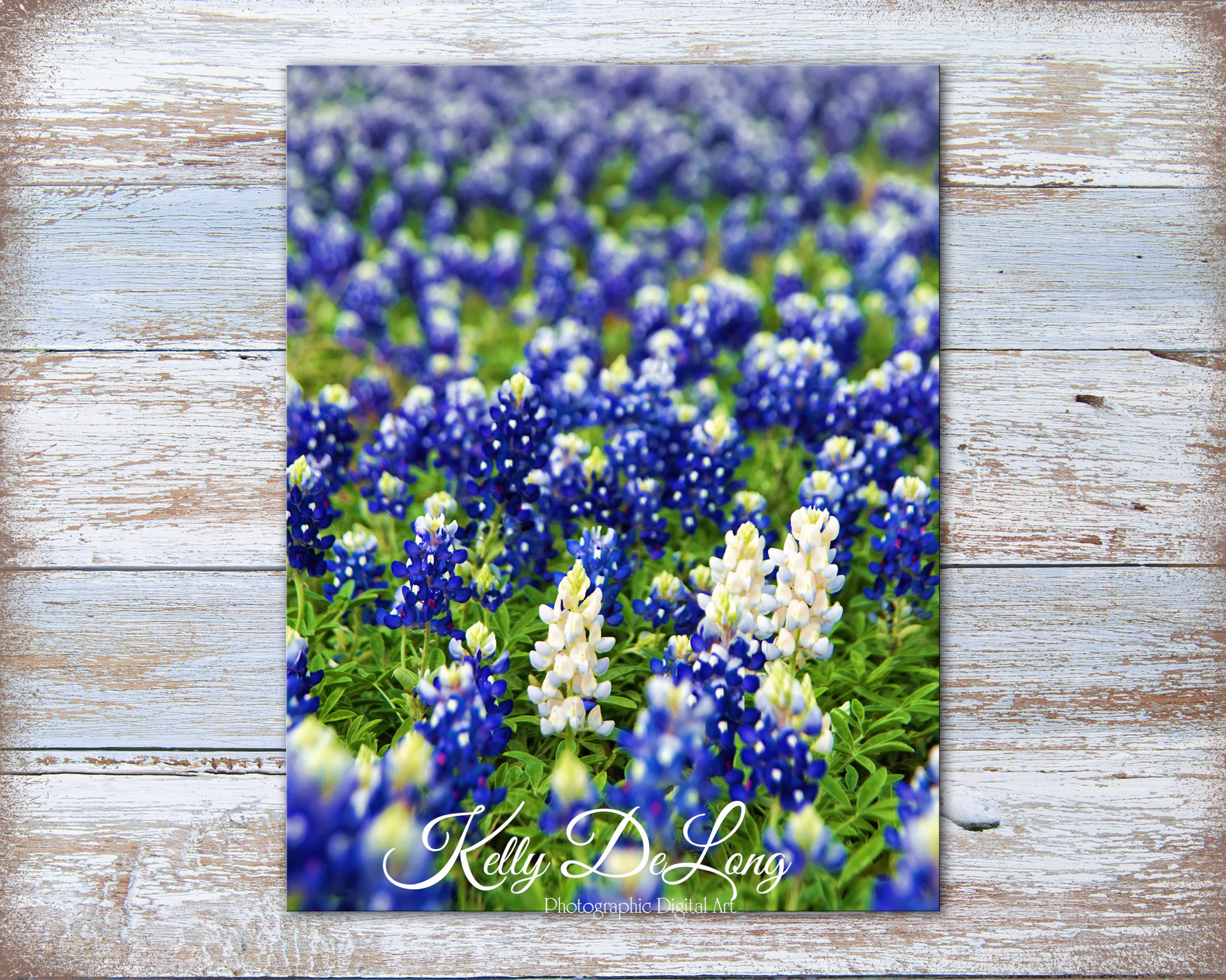 Muleshoe Bend White Bluebonnets Print, Canvas Wrap or Metal. Vibrant TX ...