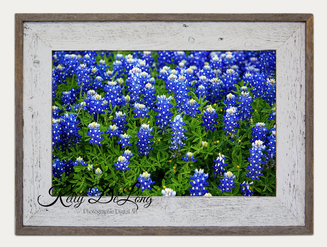 Texas Bluebonnets on Traditional Print, Canvas Wrap or Metal. Vibrant ...