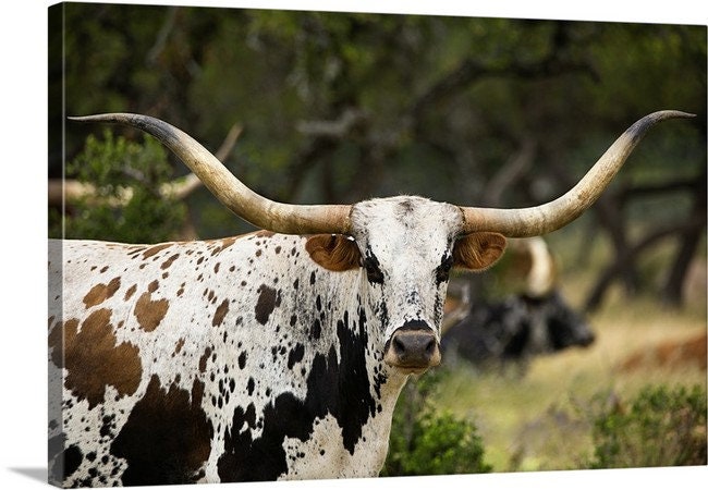 Texas Longhorn, Mounted Print, Canvas Wrap or Metal. Gorgeous Markings ...