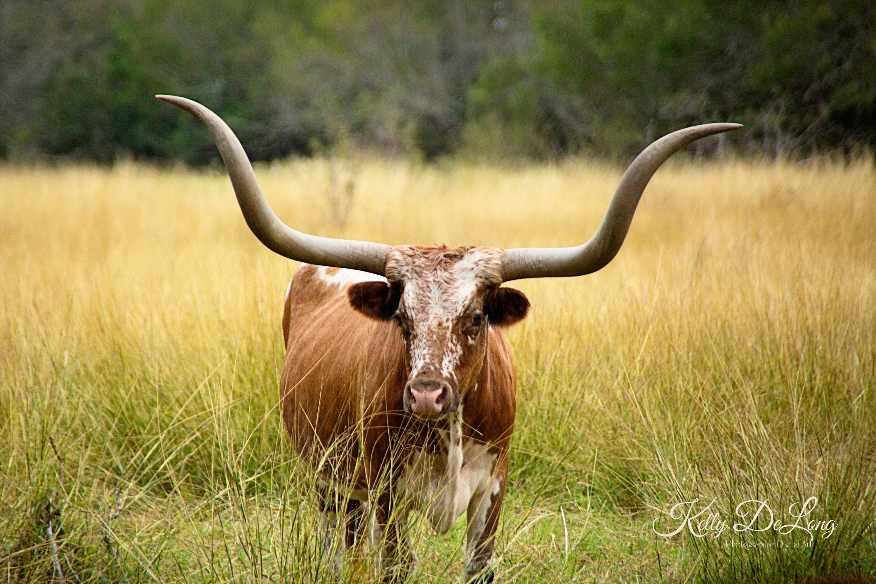 Texas Longhorn, Photo Print, Canvas Wrap or Metal. Gorgeous Colors ...