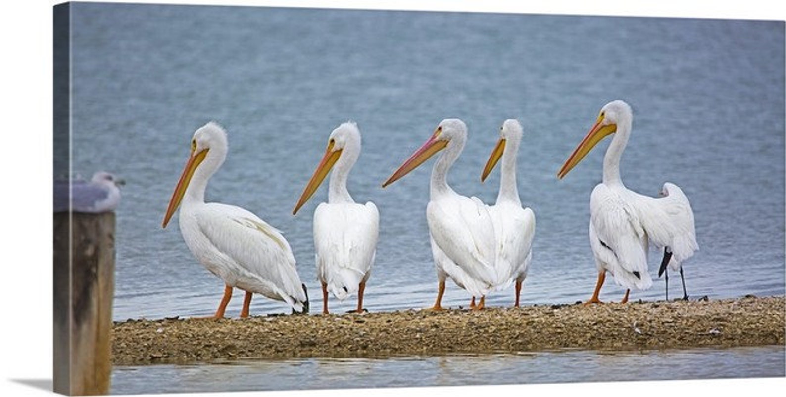 American White Pelicans, Texas Coast Bird Photography, Nature Print ...