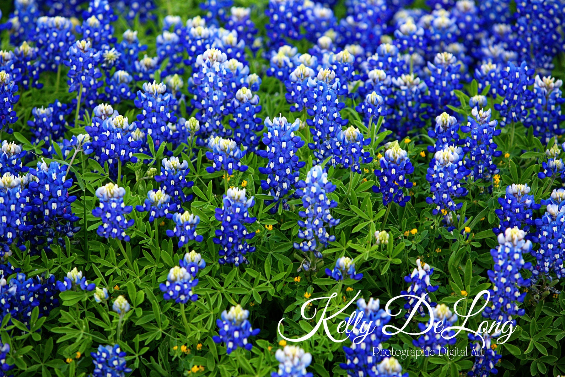 Texas Bluebonnets on Traditional Print, Canvas Wrap or Metal. Vibrant ...