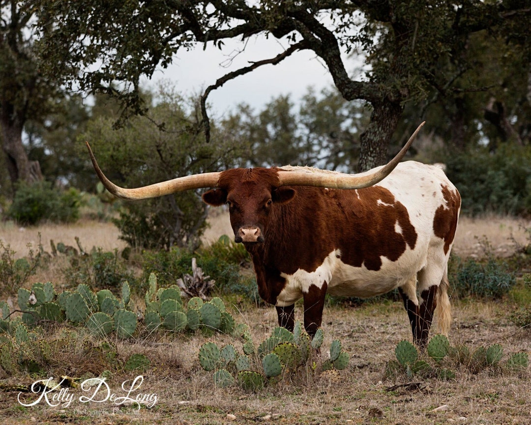 Texas Longhorn, Print, Canvas Wrap or Metal. Beautiful Neutral Colors ...
