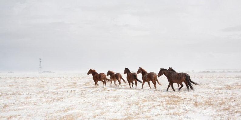 Horse Photography, Running Free, Wild Texas Horses, Horses in the Snow ...