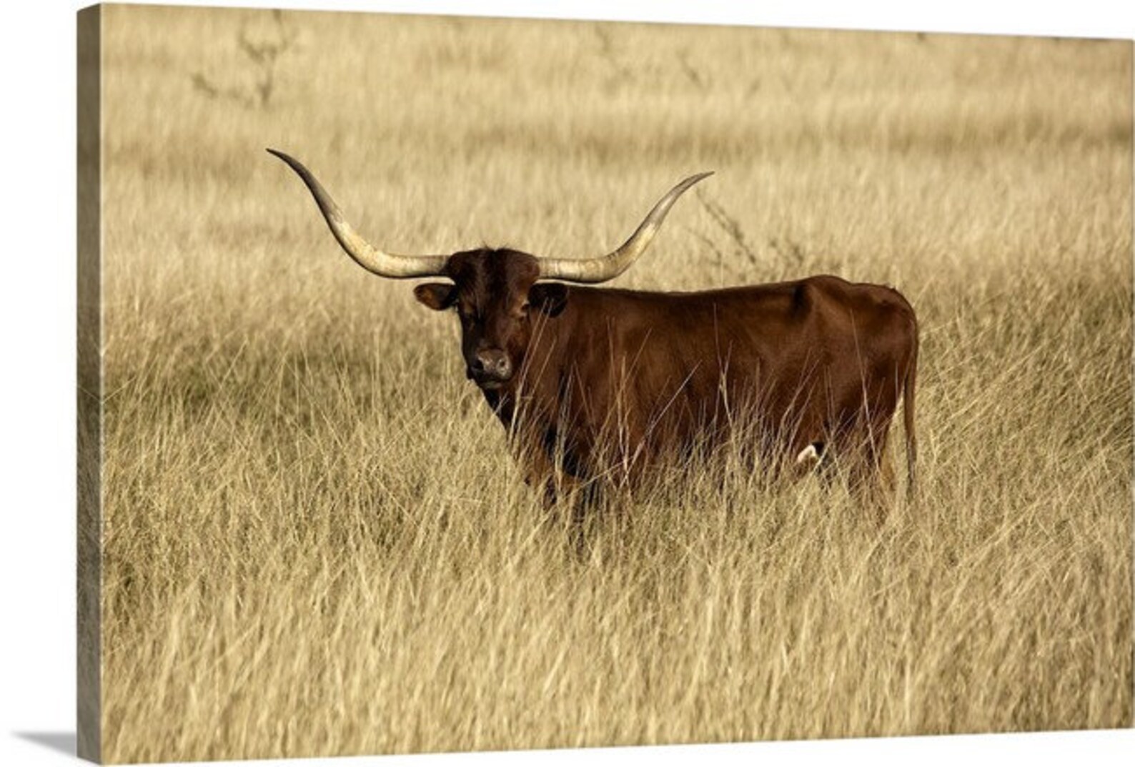 Texas Longhorn, Photo Print, Canvas Wrap or Metal. Gorgeous Color ...