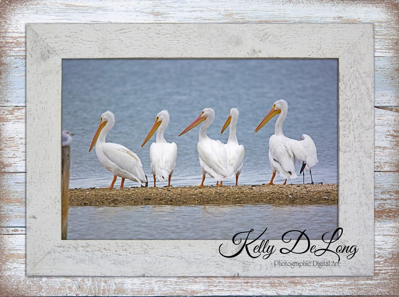 American White Pelicans, Texas Coast Bird Photography, Nature Print ...