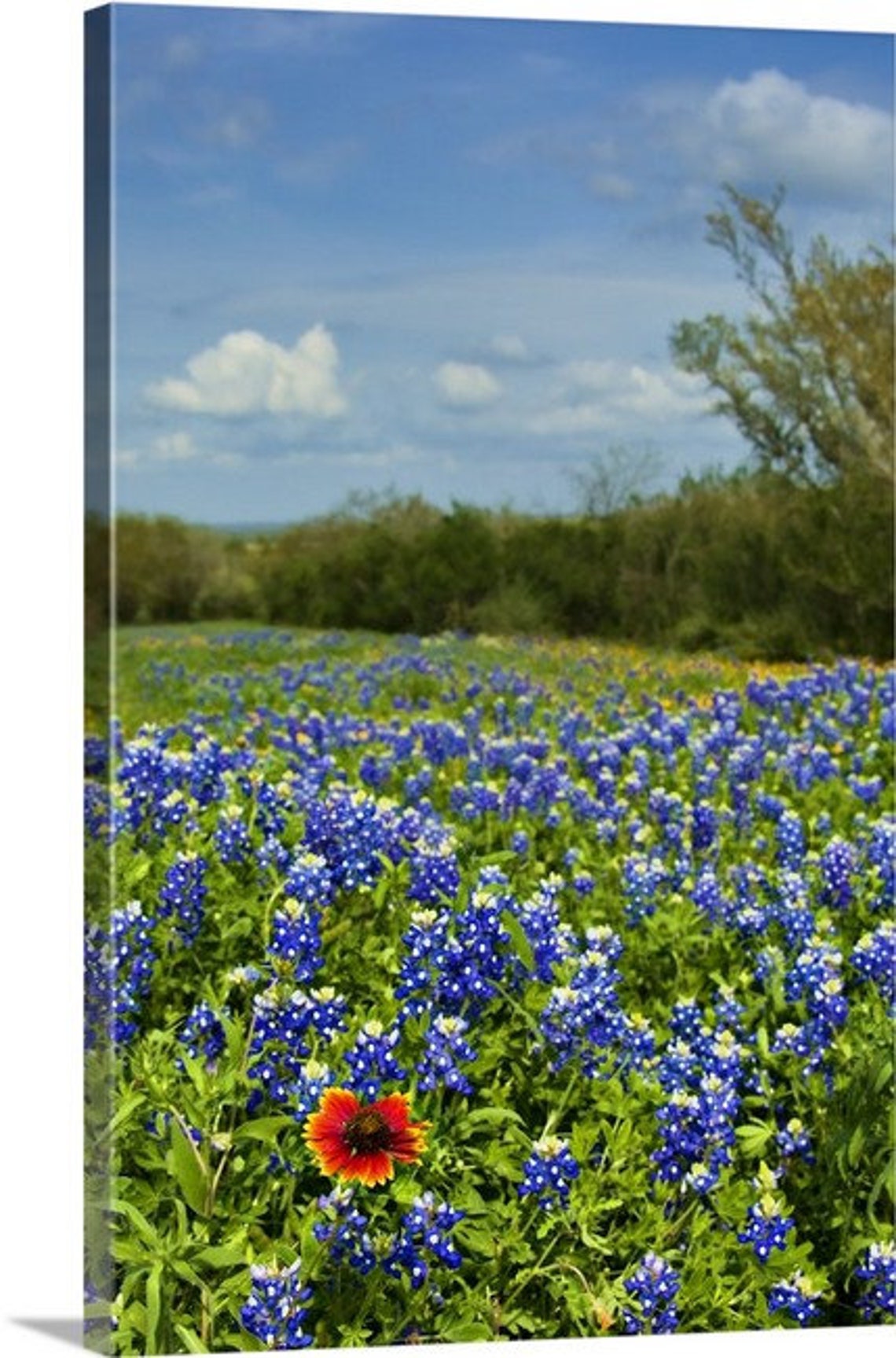 Texas Bluebonnets on Traditional Print, Canvas Wrap or Metal. Vibrant ...