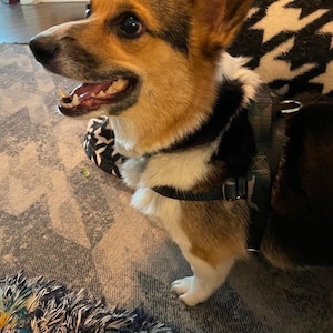 Custom Corgi Harness: Easy On, Reclaimed Seat Belt Webbing, USA Made - Etsy