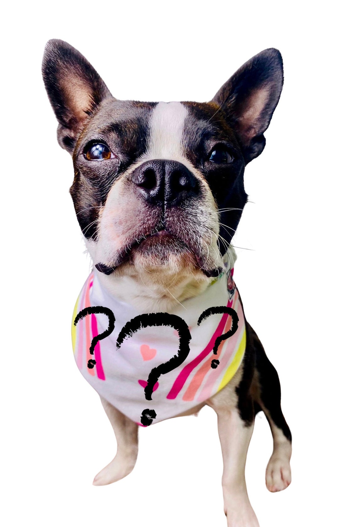 Mystery Scrunch Dog Bandana: Handmade Reclaimed Fabric Pet Fashion - Etsy