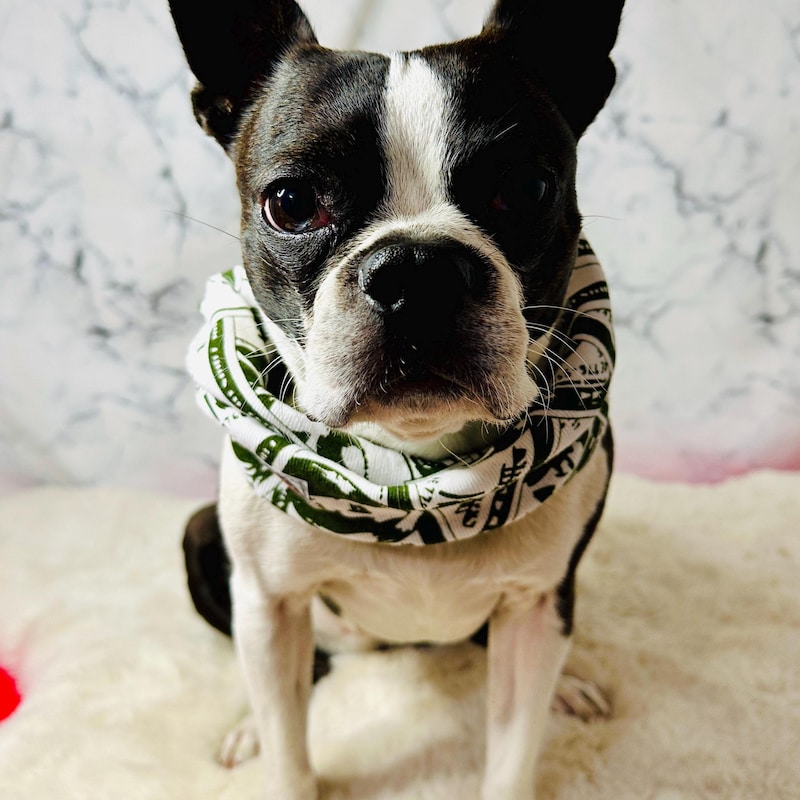 CritterHarmony - Etsy