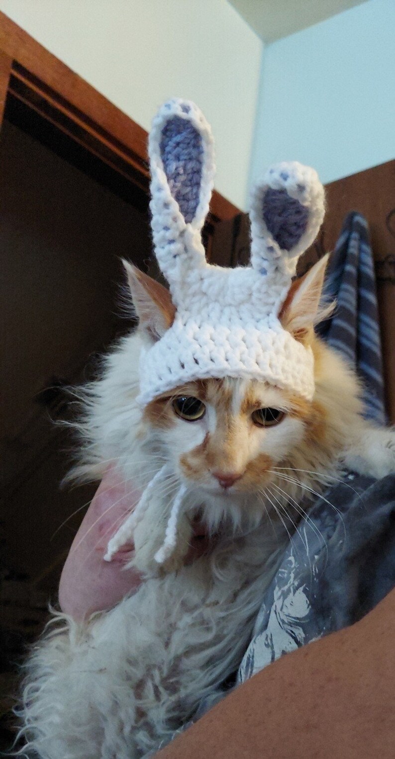 Bunny Ears Cat Hat - Etsy
