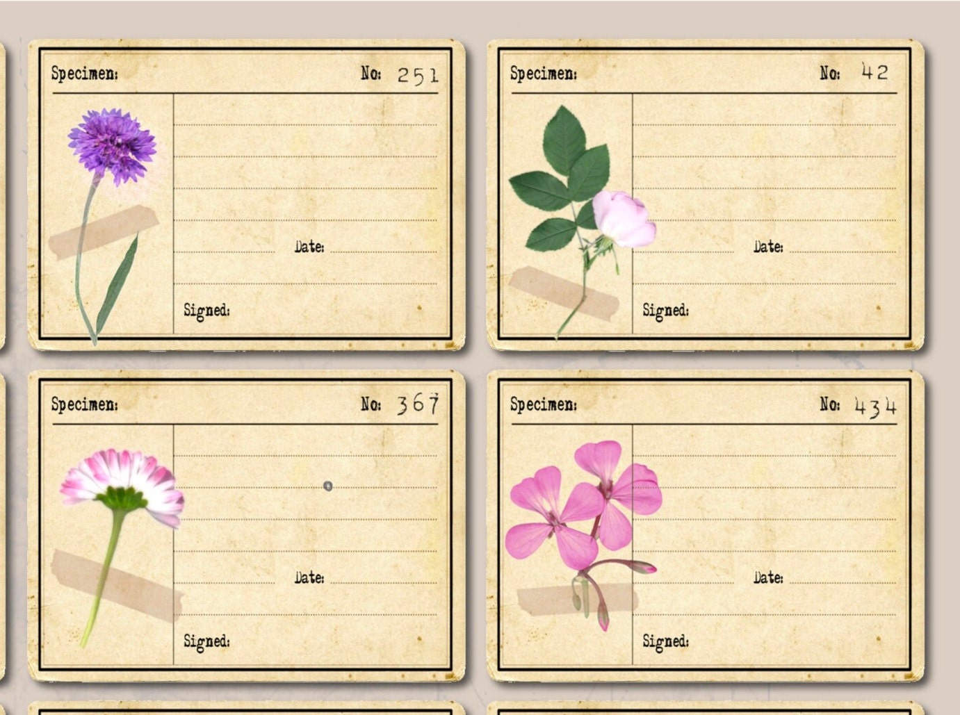 Pressed Flowers Printable Specimen Cards Junk Journal - Etsy