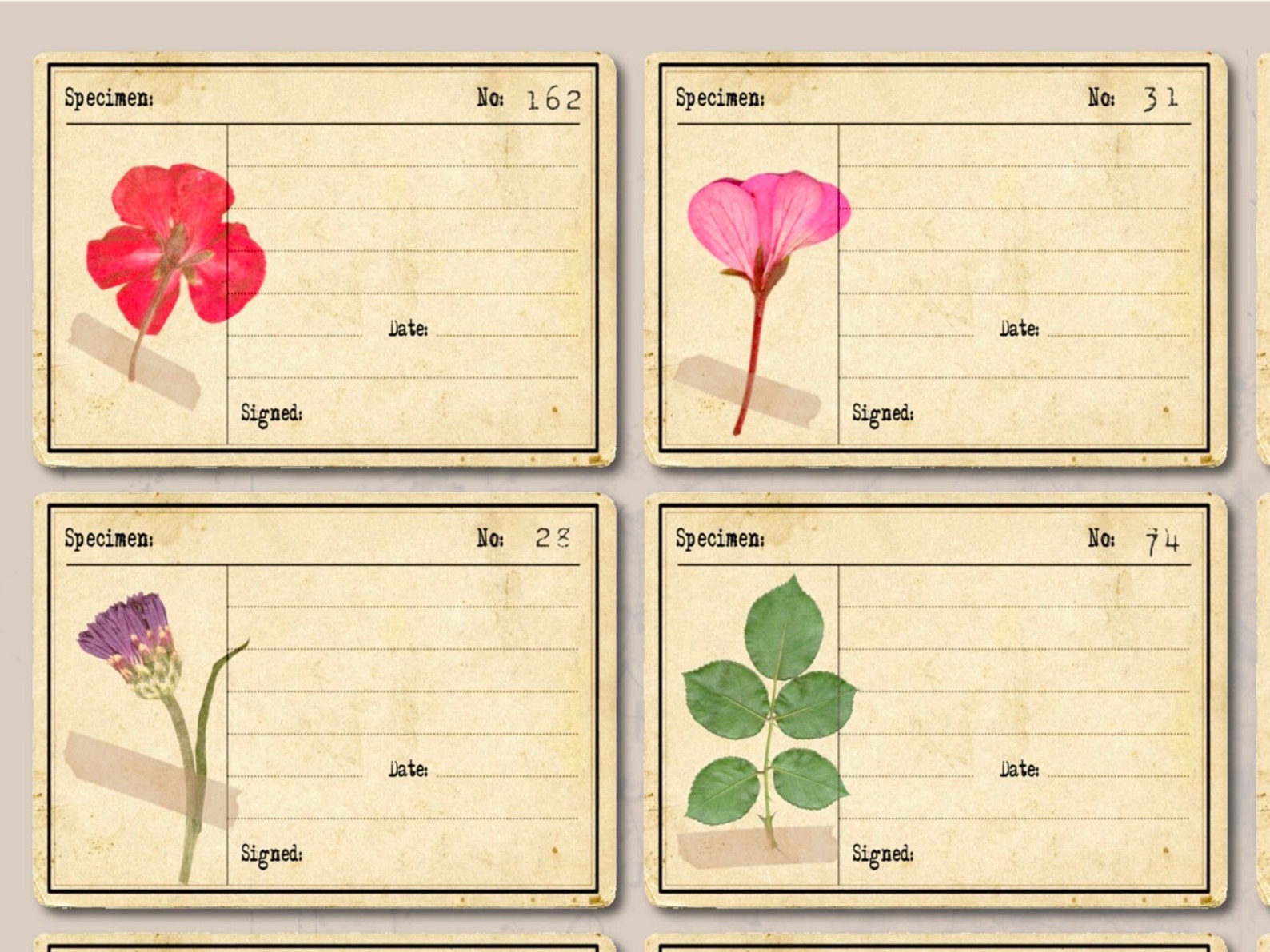 Pressed Flowers Printable Specimen Cards Junk Journal - Etsy