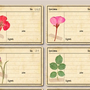 Pressed Flowers Printable Specimen Cards , Junk Journal Ephemera ...