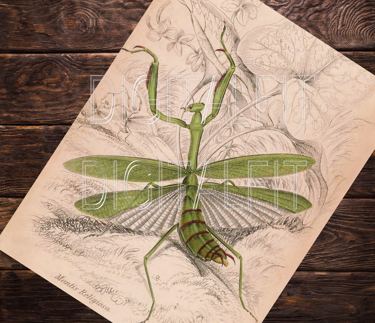 Praying Mantis Pet Insect Printable Digital Art - Etsy