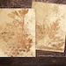Coffee Stained Paper, 14 Digital Coffee Dyed Pages, 8.5x11, PDF, Junk ...