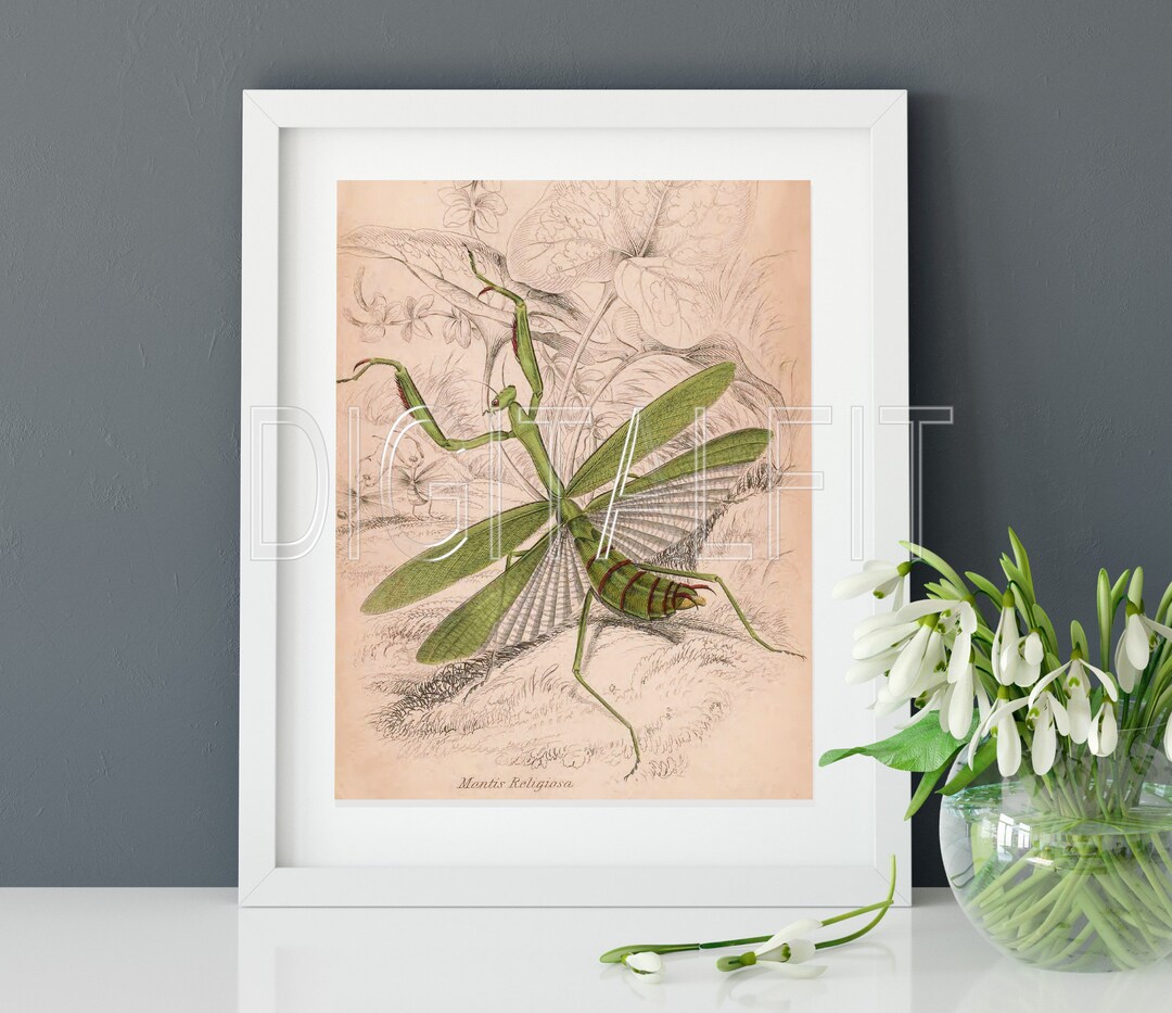 Praying Mantis, Pet Insect, Printable Digital Art - Etsy