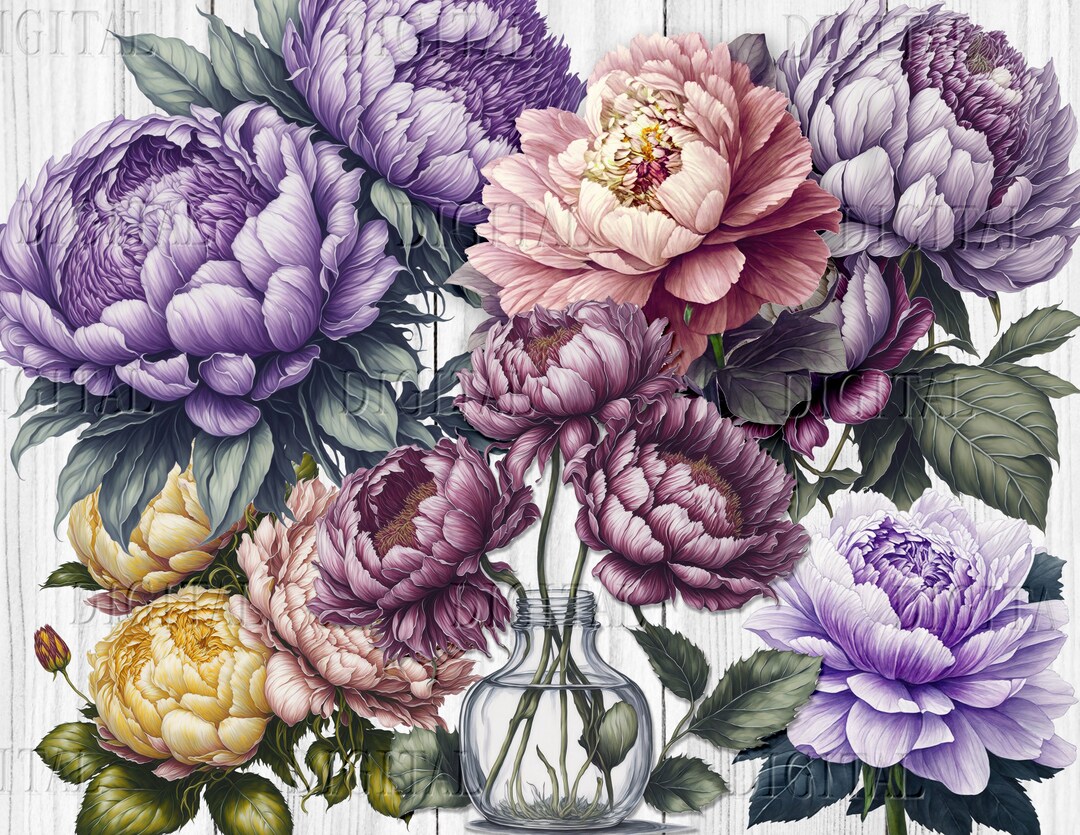 Purple, Pink & White Peonies, 18 Lavender Peonies PNG, Watercolor ...