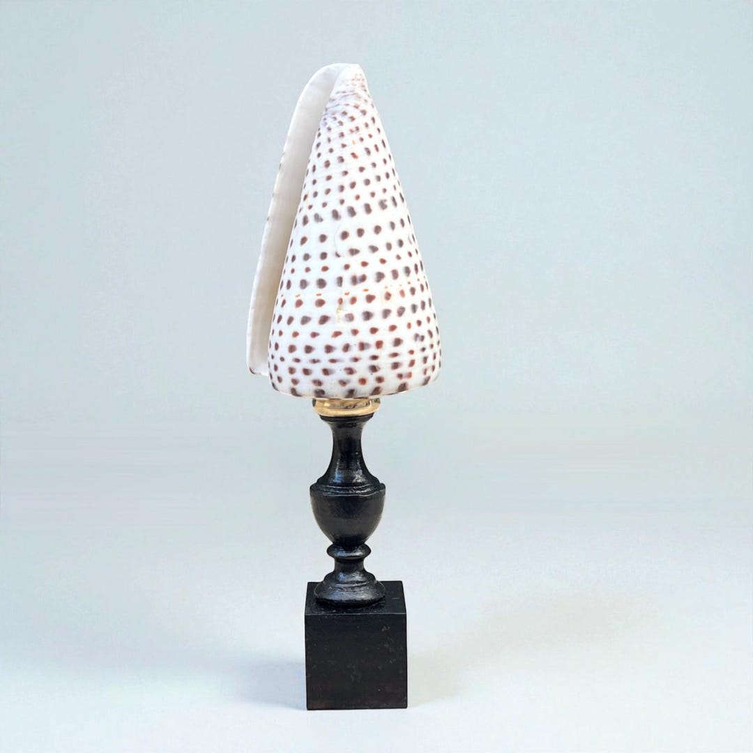 Antique Conus Litteratus Seashell on a Turned Wooden Base, Napoleon III ...