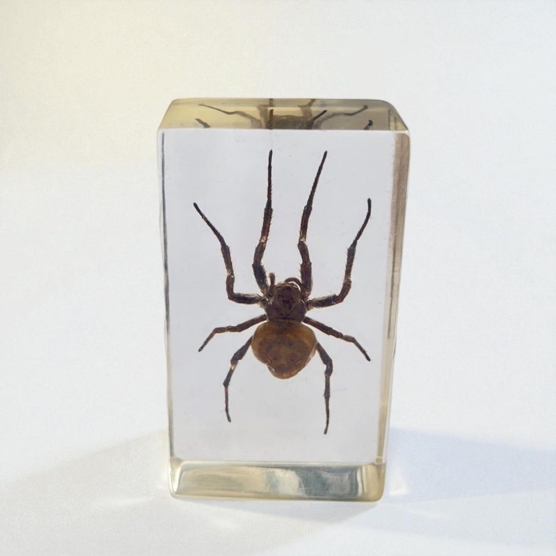 Tarantula Spider Inclusion Under Plexiglas Resin - Vintage 1970 ...
