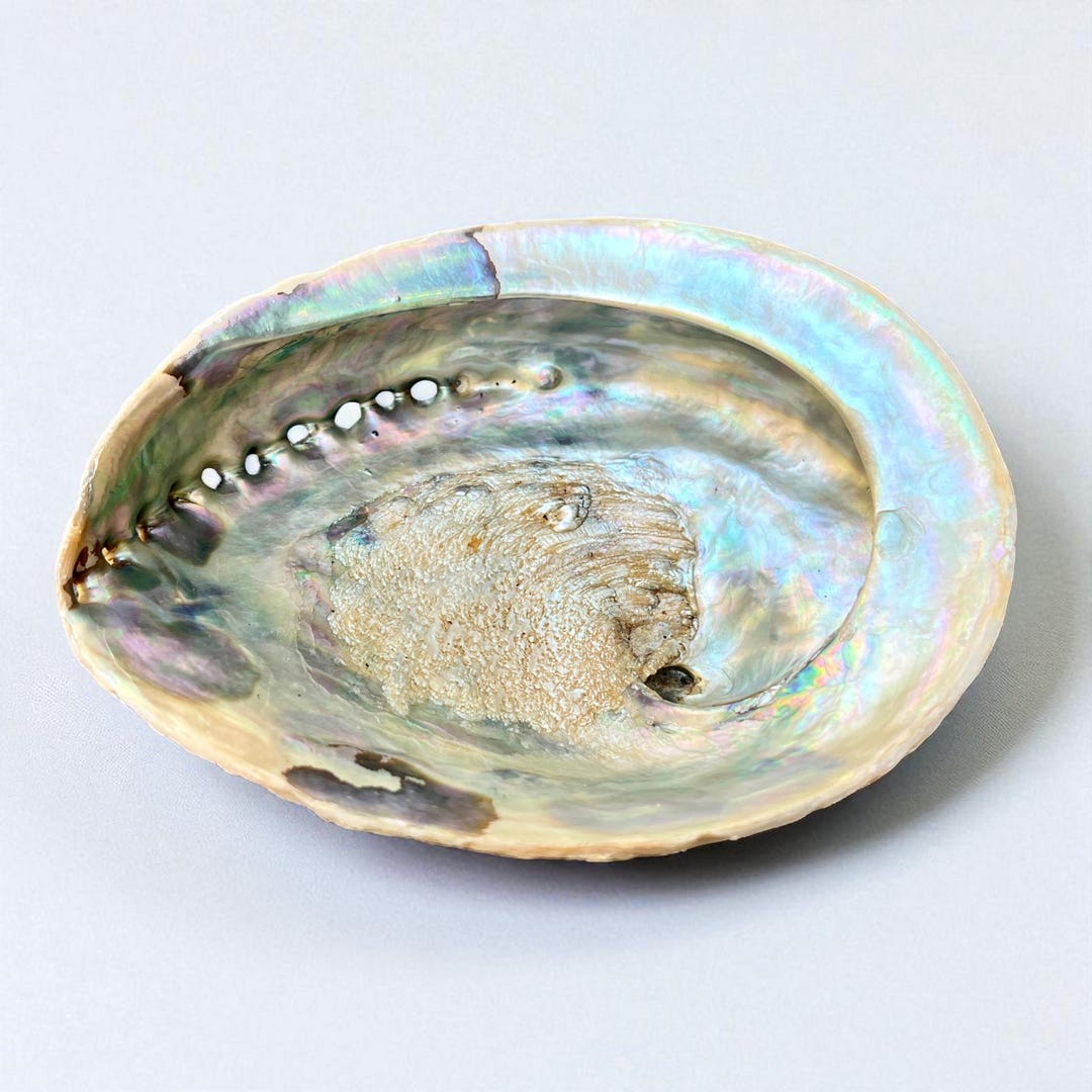 Large Vintage 1970s Shell Emptier in Abalone Shell Paua Pacific Cabinet ...