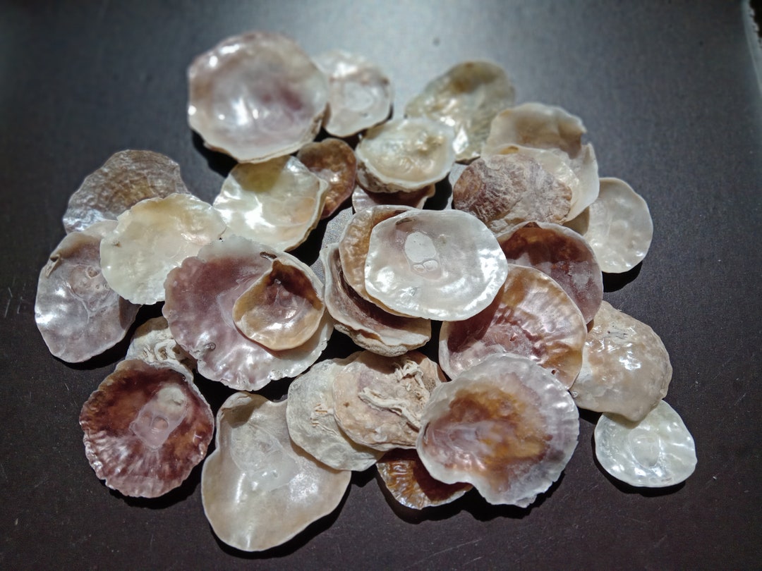 31 Pcs Natural Sea Shells /anomia Ephippium Sea Shells / M-10 - Etsy