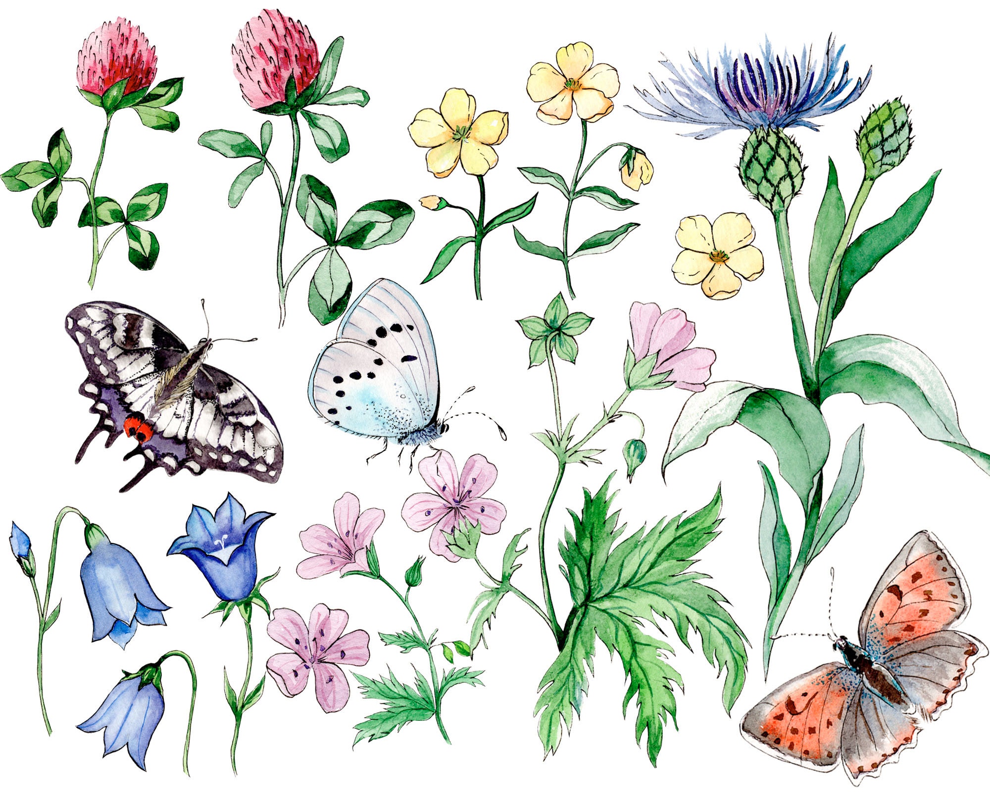 Summer Flowers Clipart Watercolor Meadow Flowers Watercolor | Etsy