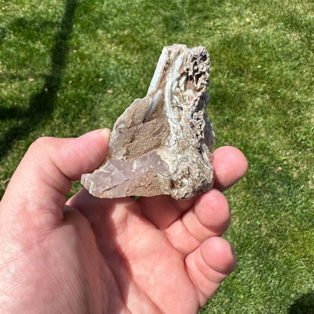 Paulina Agate Limb Cast, Natural Oregon Agate, Display Specimen ...
