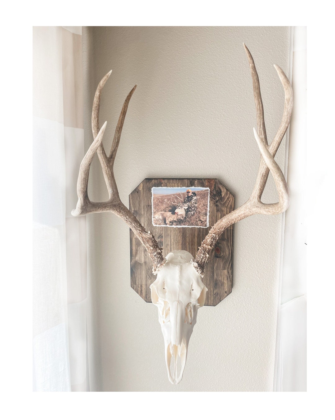European Skull Mount | Custom Display for Mount | Rustic Skull Hanger ...