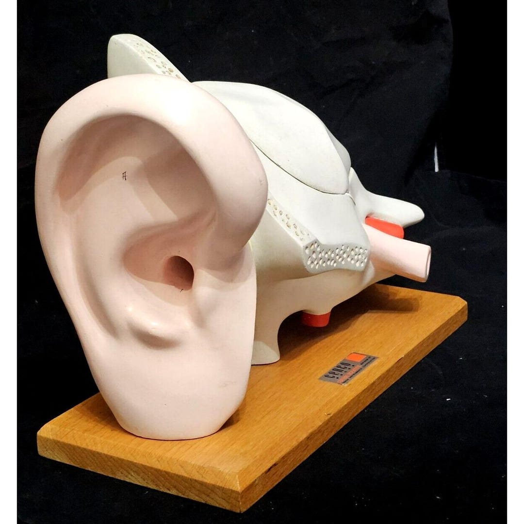 VINTAGE Large EAR MODEL 1960's Cenco Anatomical Central Scientific ...