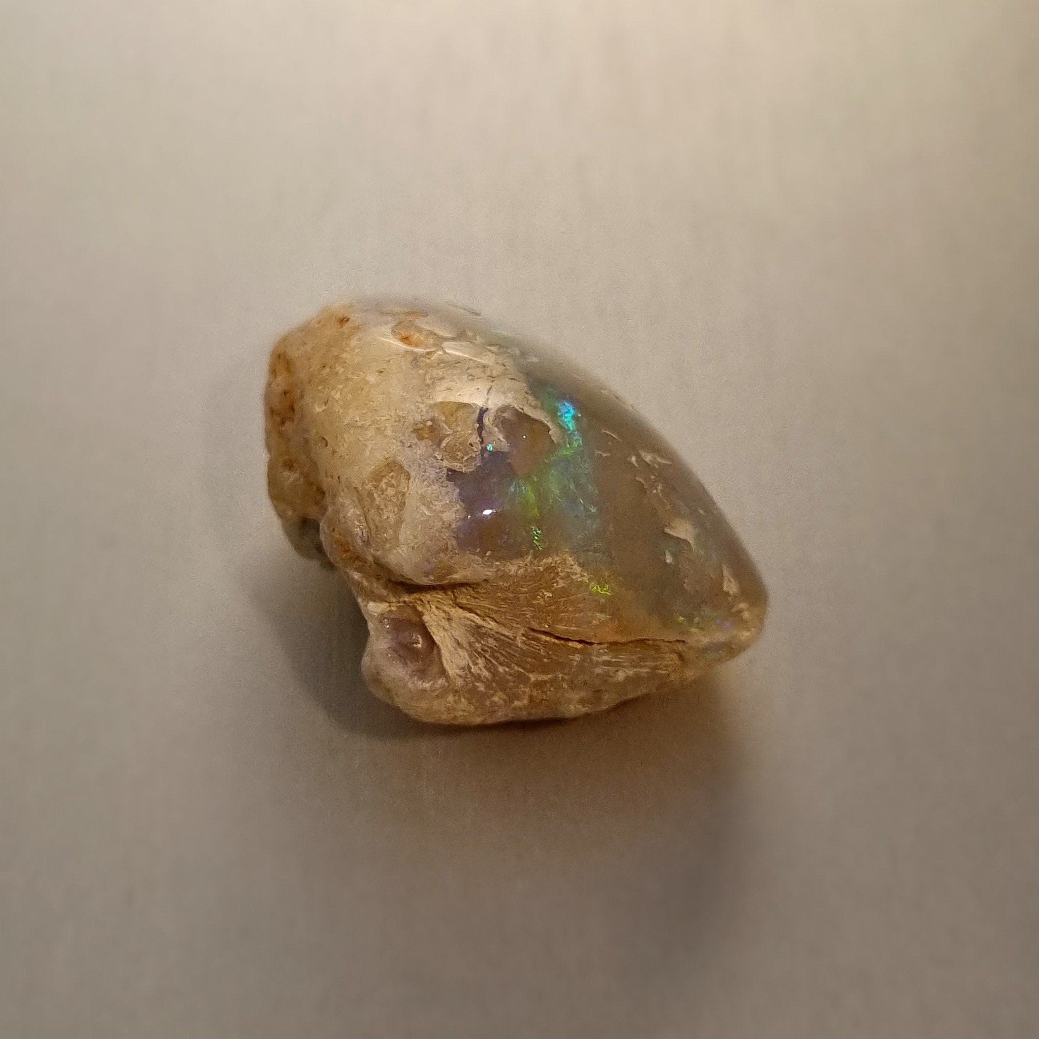 Coober Pedy Opalised Shell Fossil - Etsy