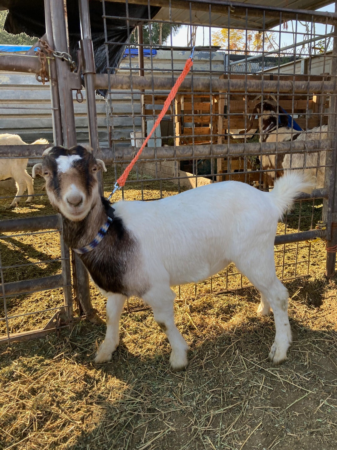 Double Ended Goat Tie Strap - Etsy