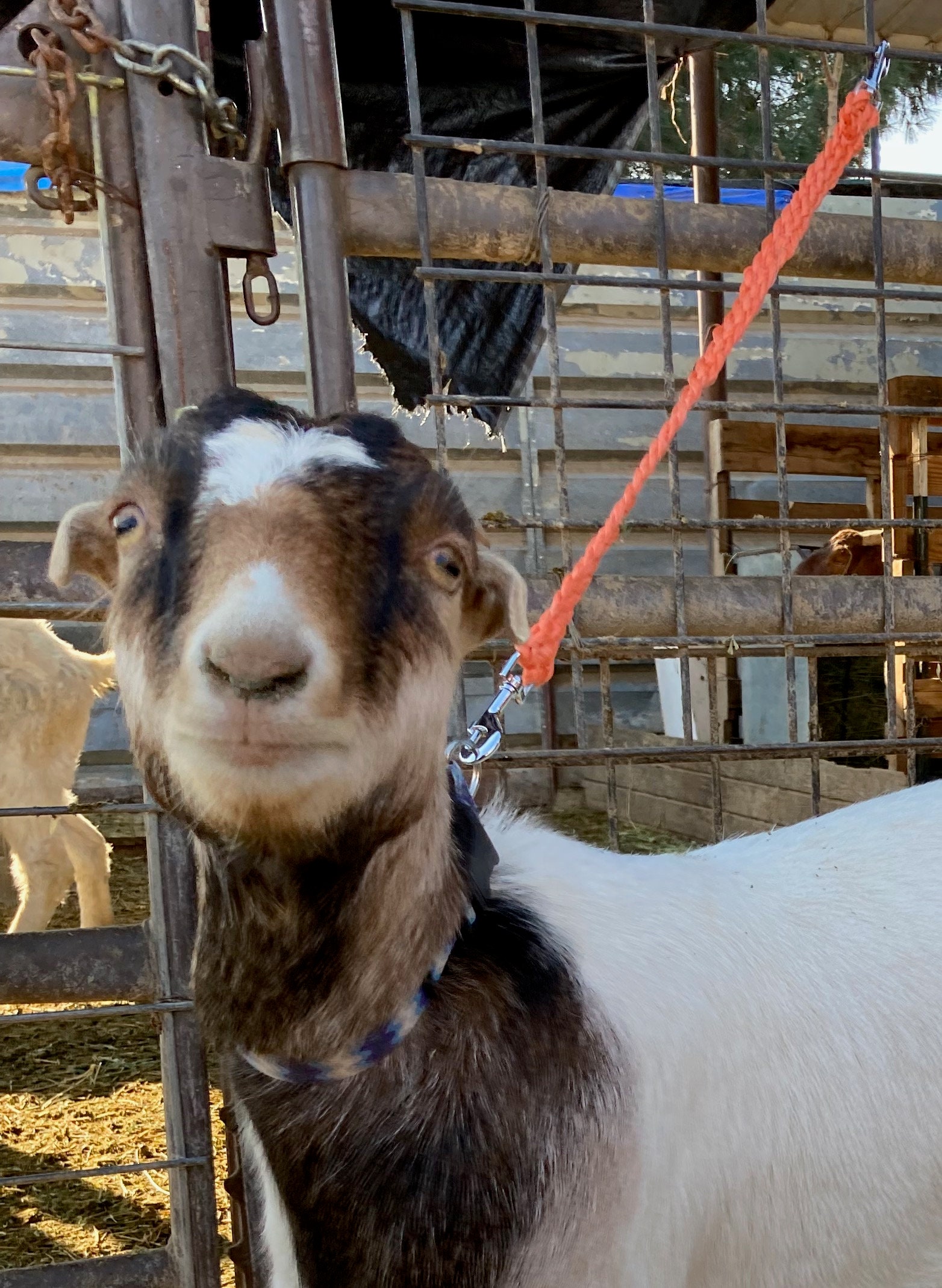 Double Ended Goat Tie Strap - Etsy