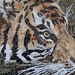 Stalking Tiger Print Torn Paper Collage - Etsy