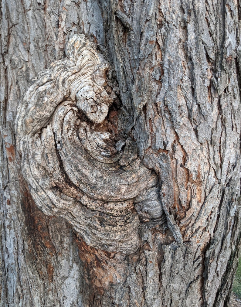 Abstract Tree Trunk Photo Digital Download | Etsy