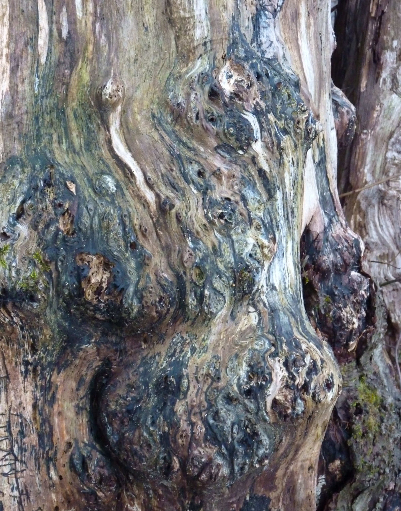 Set of 2 Abstract Tree Trunk Digital Download Art Prints - Etsy Israel