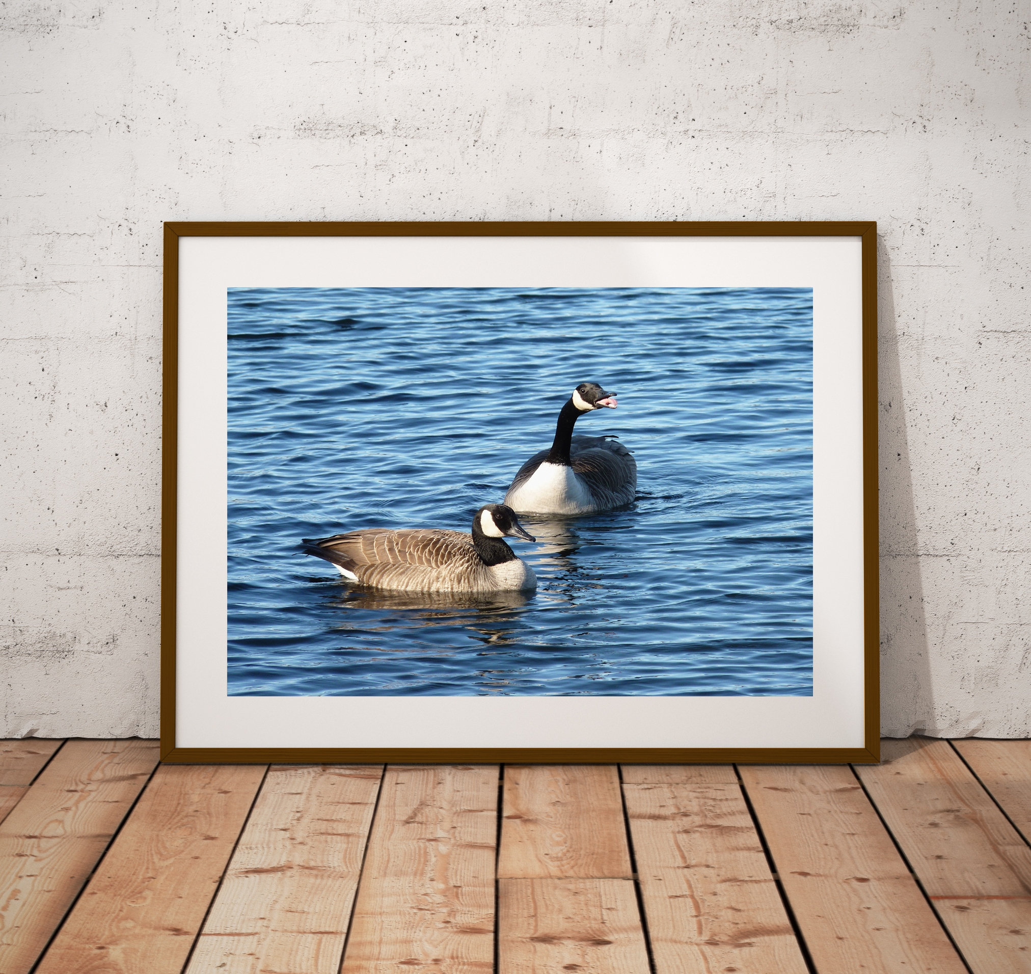 Canada Geese Silly Goose Photo Printable Digital Download - Etsy