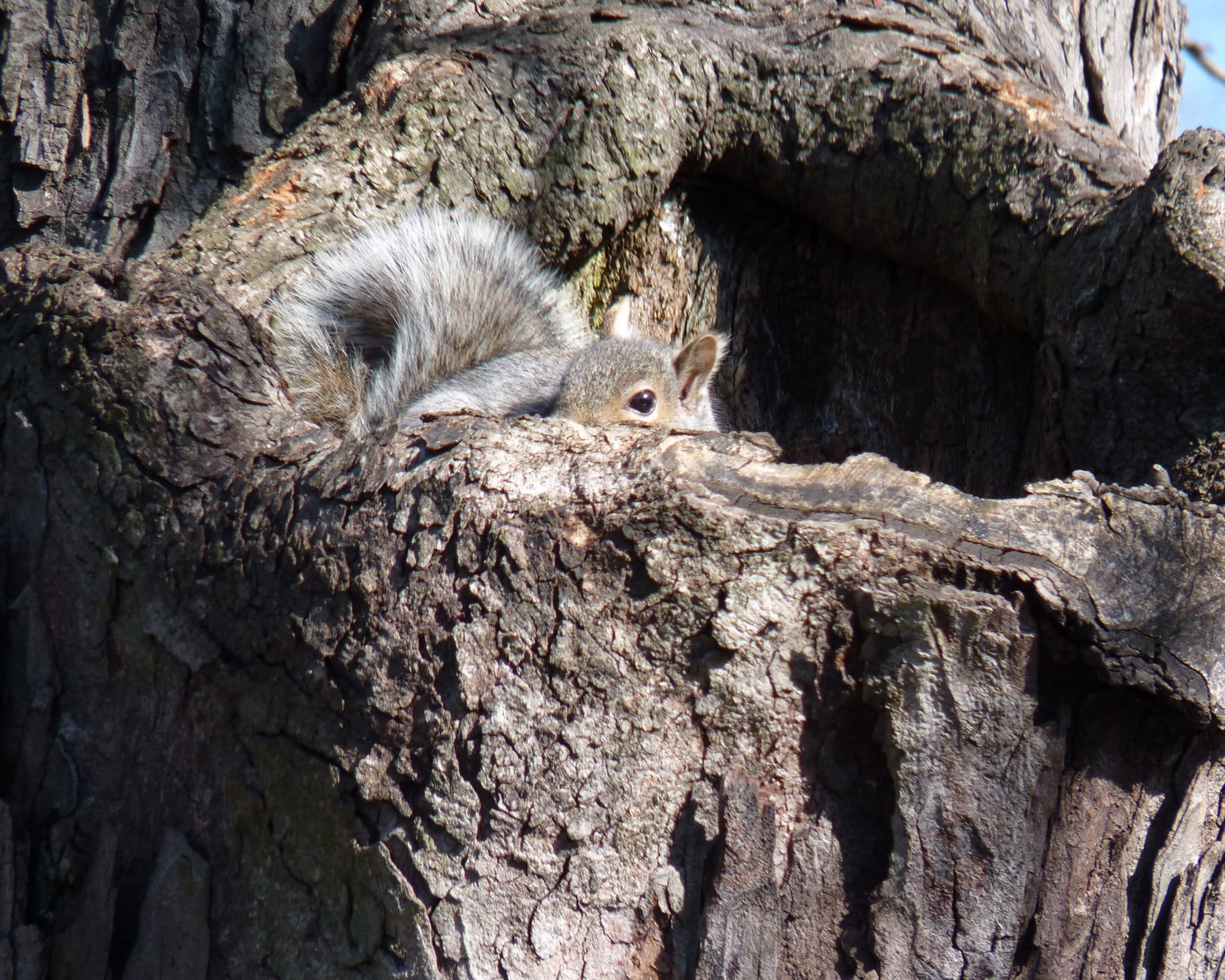 Squirrel Peek-a-boo Photo Digital Download - Etsy