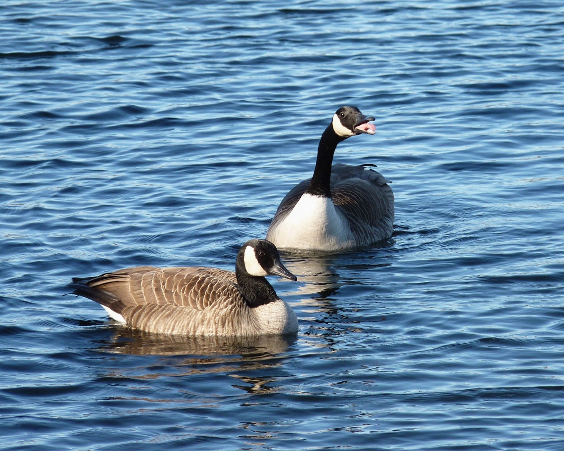 Canada Geese Silly Goose Photo Printable Digital Download - Etsy