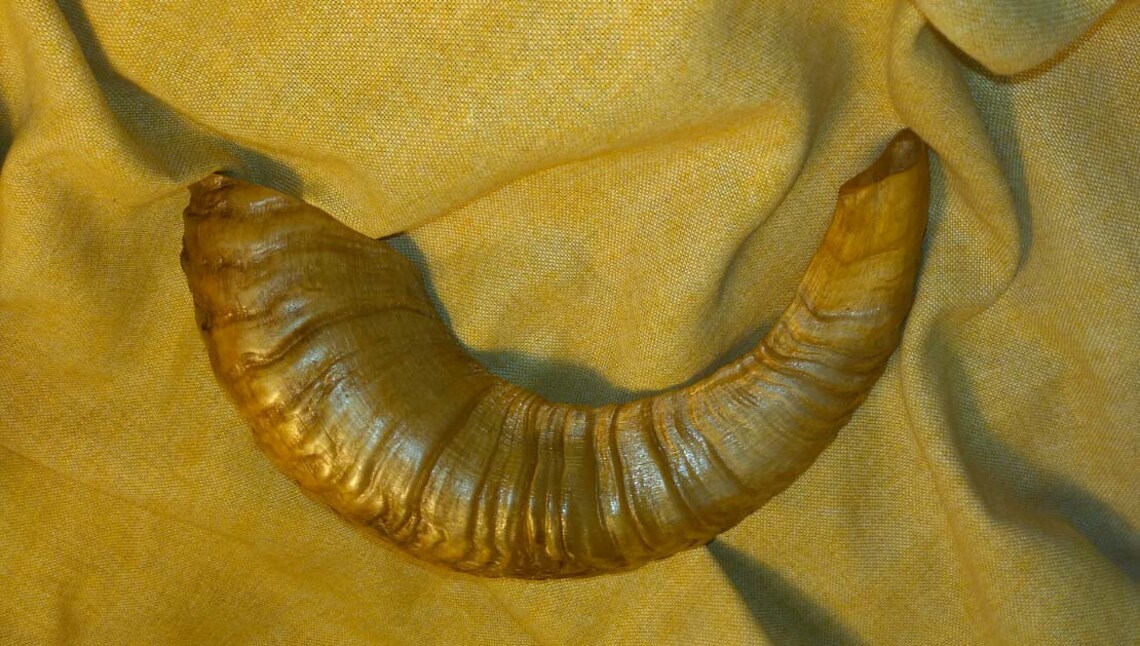 Viking Blowing Horn, Bukkehorn, Viking Horn Instrument, Bugle, Signal ...