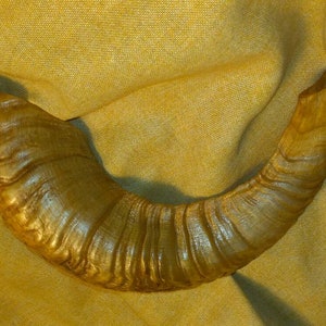 Viking Blowing Horn, Bukkehorn, Viking Horn Instrument, Bugle, Signal ...