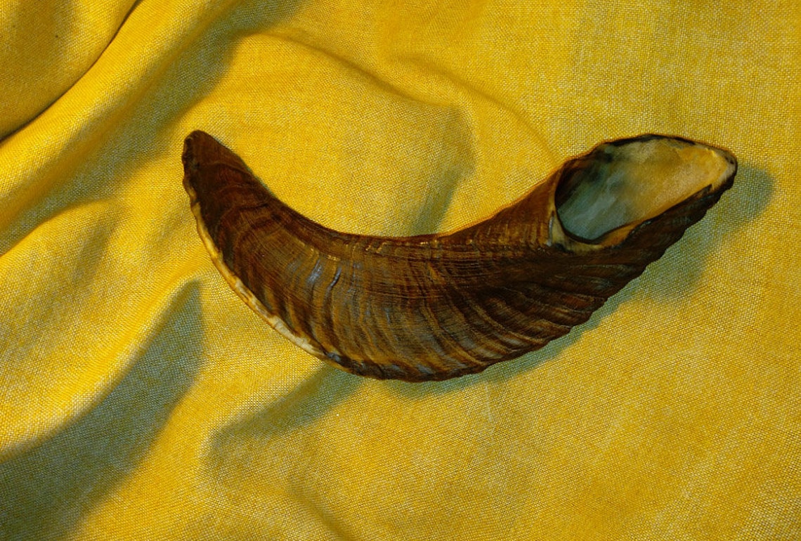 Viking Blowing Horn, Bukkehorn, Viking Horn Instrument, Bugle, Signal ...
