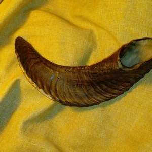 Viking Blowing Horn, Bukkehorn, Viking Horn Instrument, Bugle, Signal ...