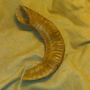 Viking Blowing Horn, Bukkehorn, Viking Horn Instrument, Bugle, Signal ...