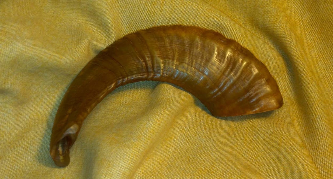 Viking Blowing Horn, Bukkehorn, Viking Horn Instrument, Bugle, Signal ...